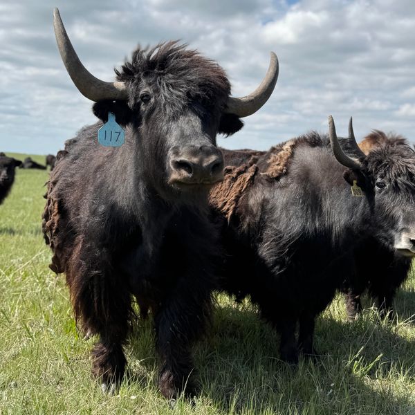 Wild Plains Yaks